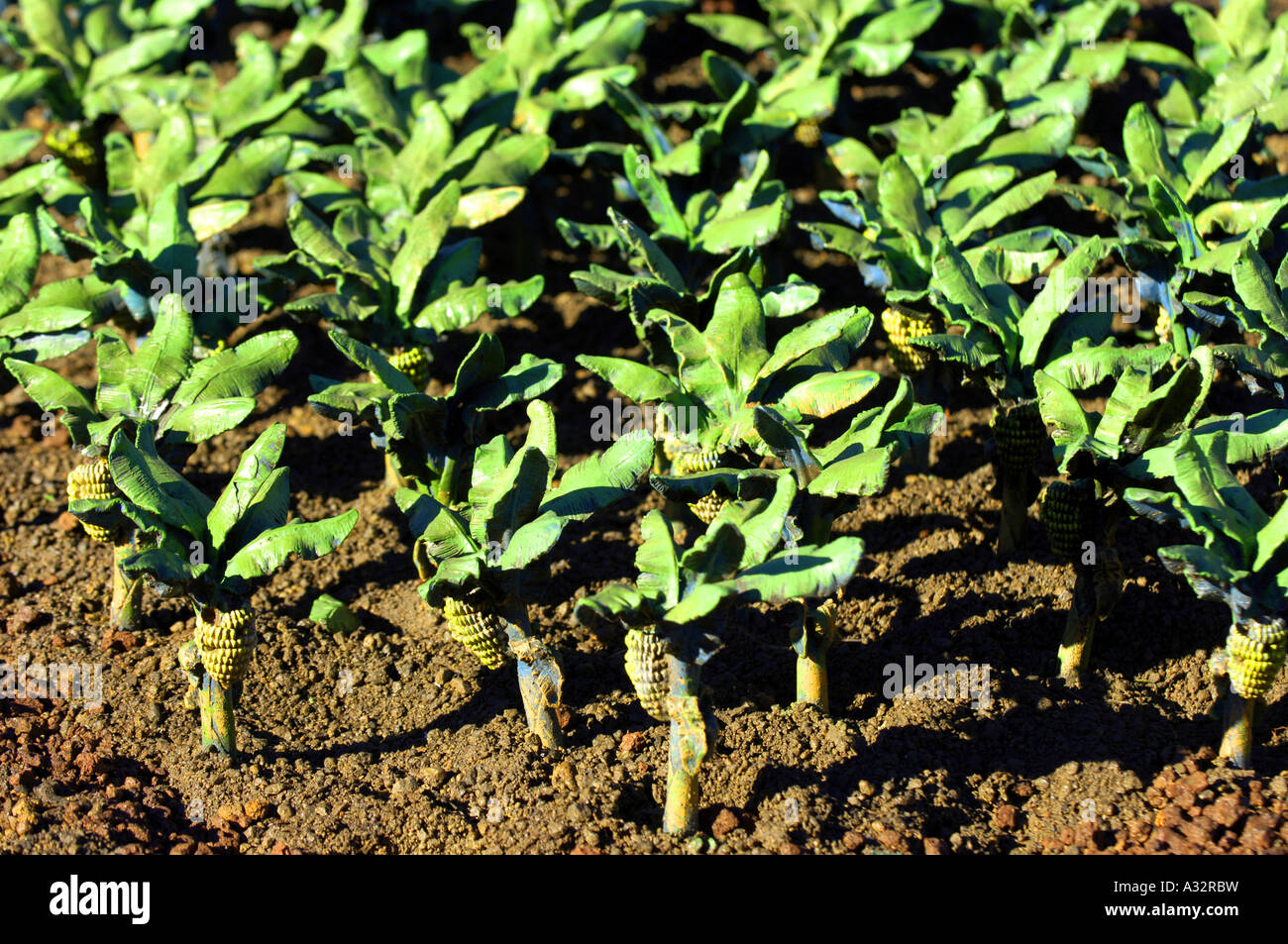 model village banana plants trees fruit plantation green nature ...
