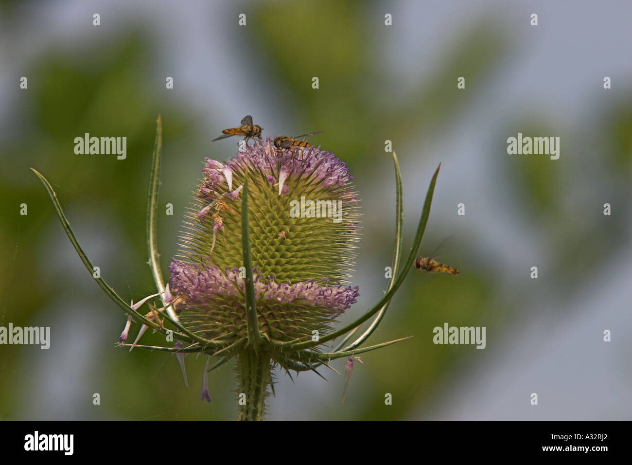 Hover fly egg hi-res stock photography and images - Alamy