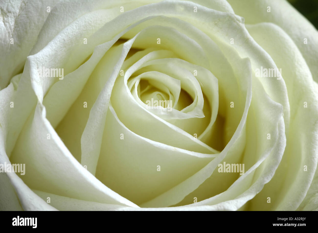 Pearl roses hi-res stock photography and images - Alamy