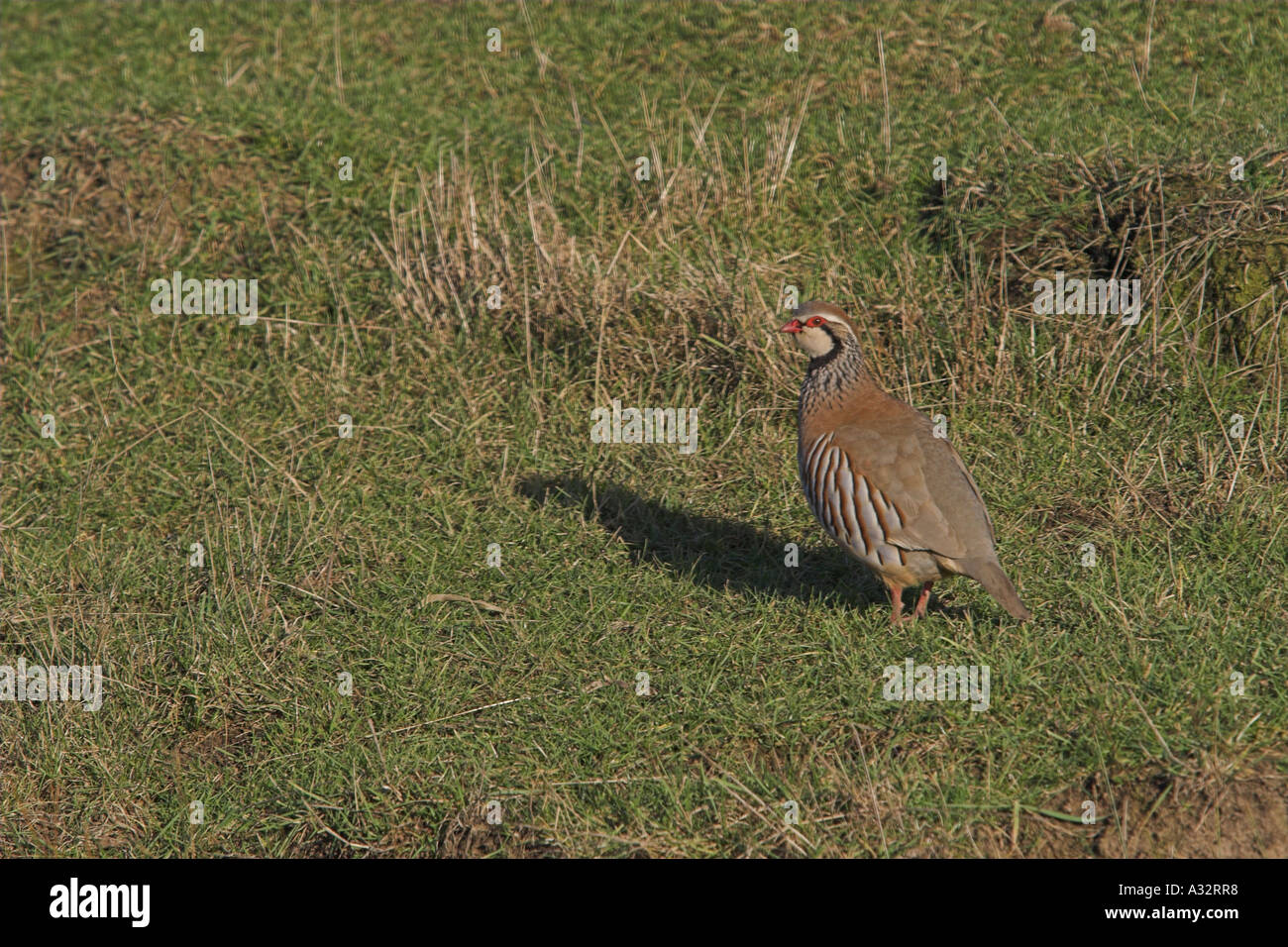 Red-legged Partridge Alectoris rufa Kent UK winter Stock Photo - Alamy