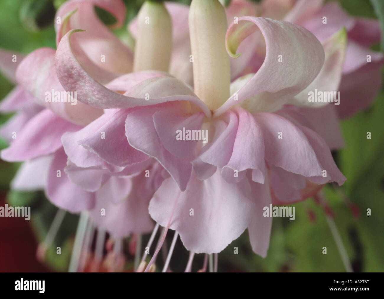 Fuchsia 'Holly's Beauty' Close up of double flowered pink and white ...