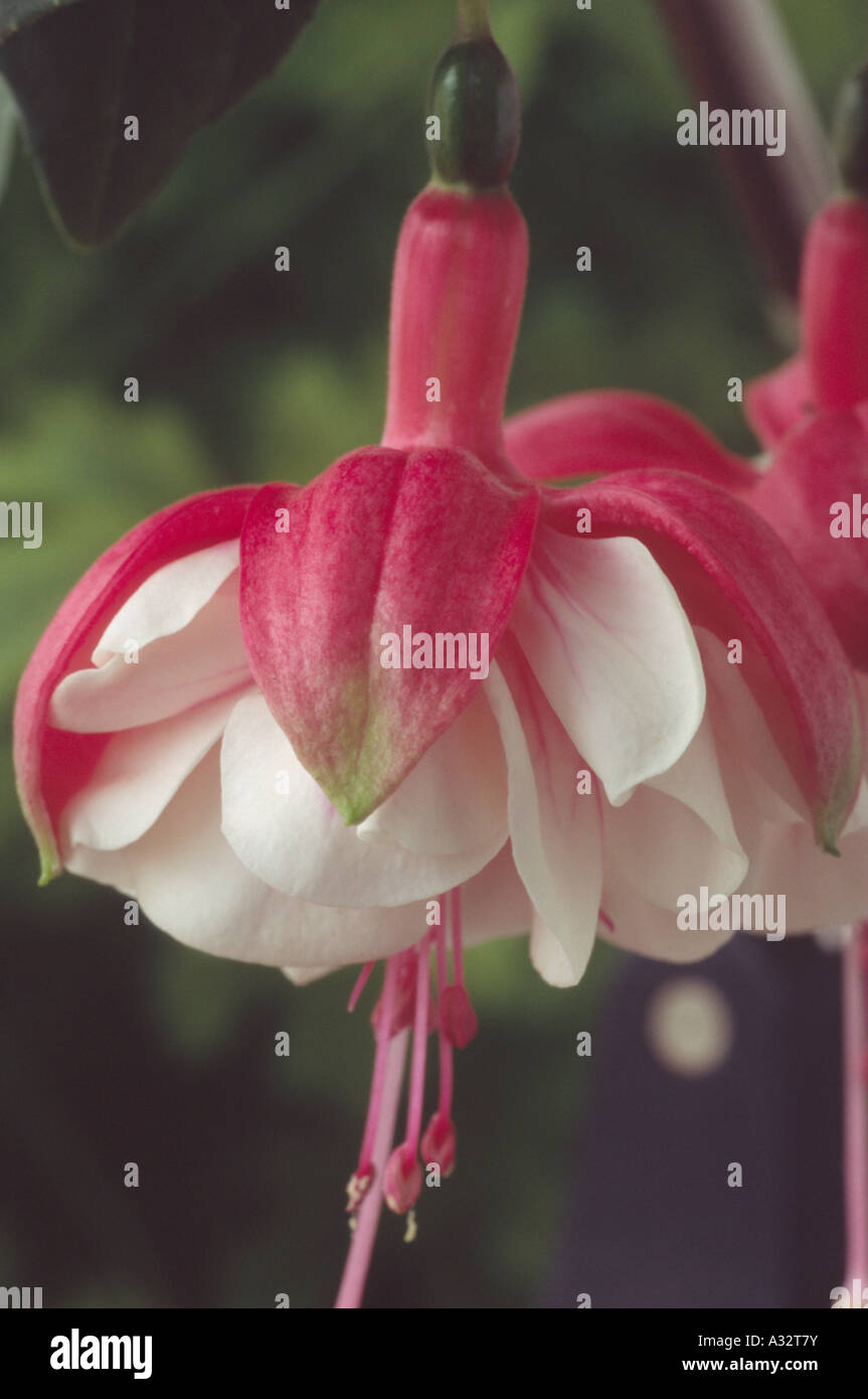 Fuchsia swingtime hi-res stock photography and images - Alamy