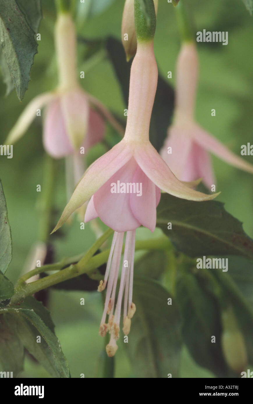 Fuchsia ‘whiteknights pearl’ hi-res stock photography and images - Alamy