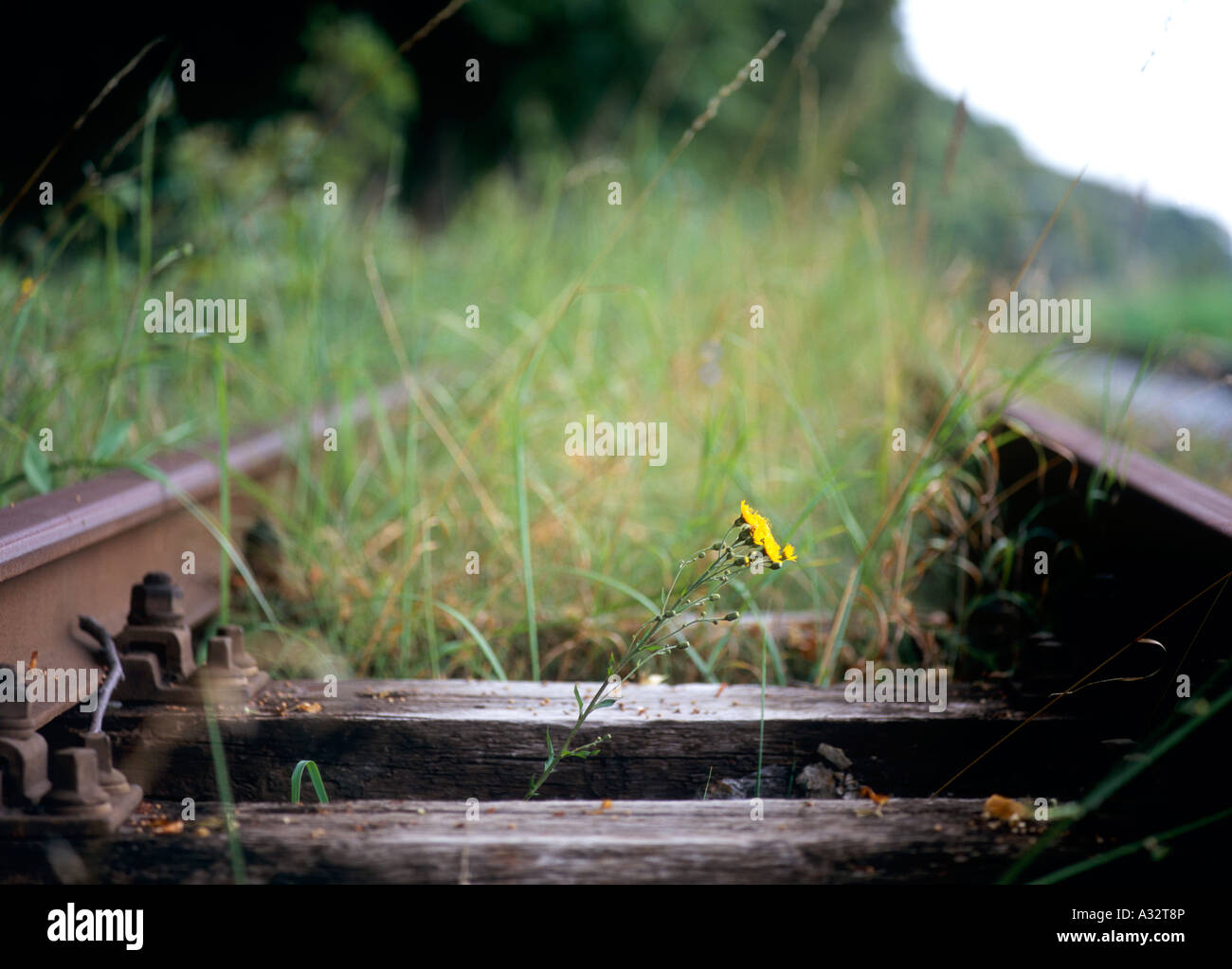 A detailed picture of closed down and abandoned railway tracks, Bad ...