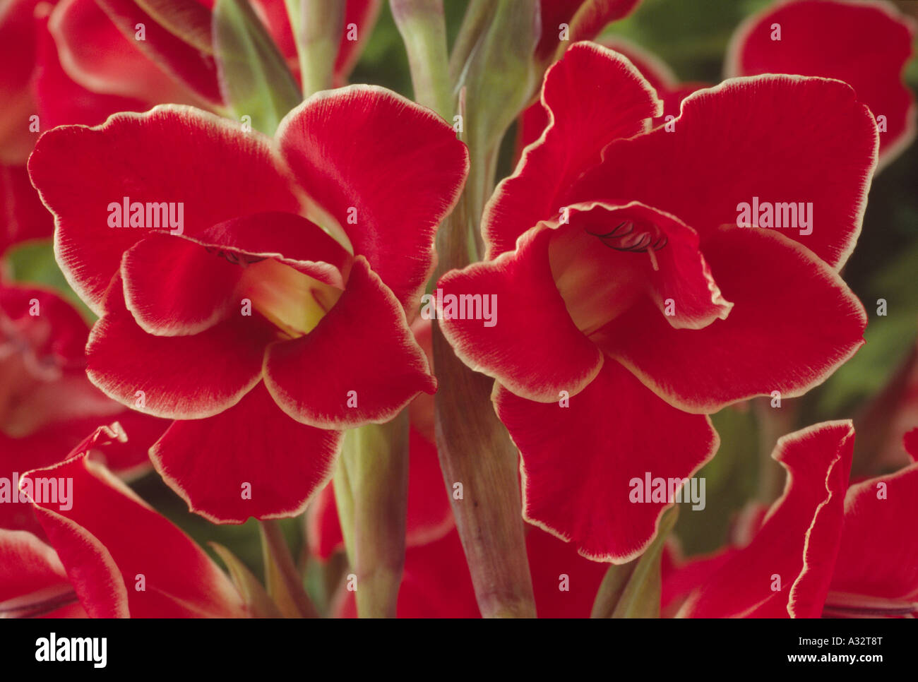 Primulinus hi-res stock photography and images - Alamy