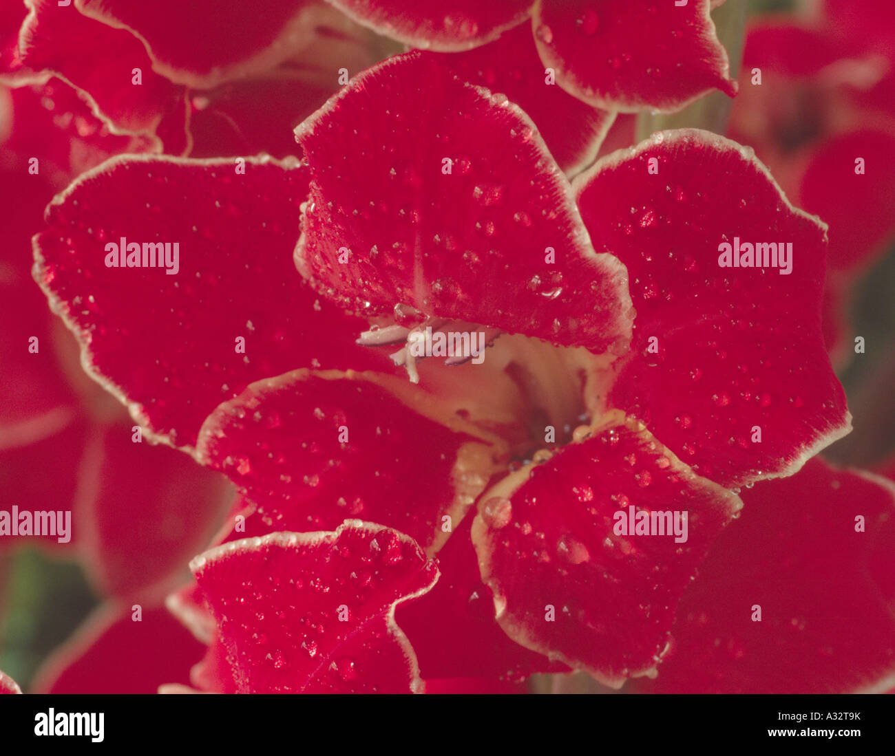 Primulinus hi-res stock photography and images - Alamy
