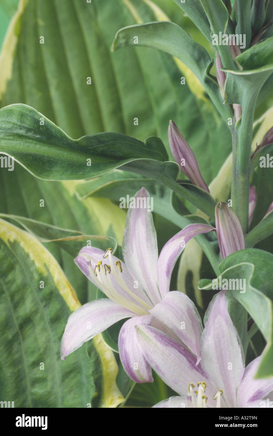 White edged hostas hi-res stock photography and images - Alamy