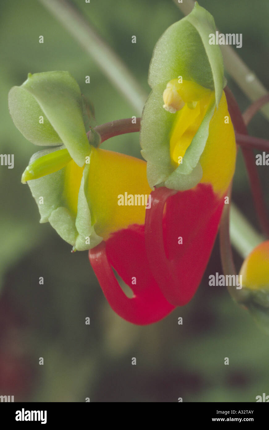 Impatiens niamniamensis (Balsam, Busy Lizzie.Congo cockatoo, parrot ...