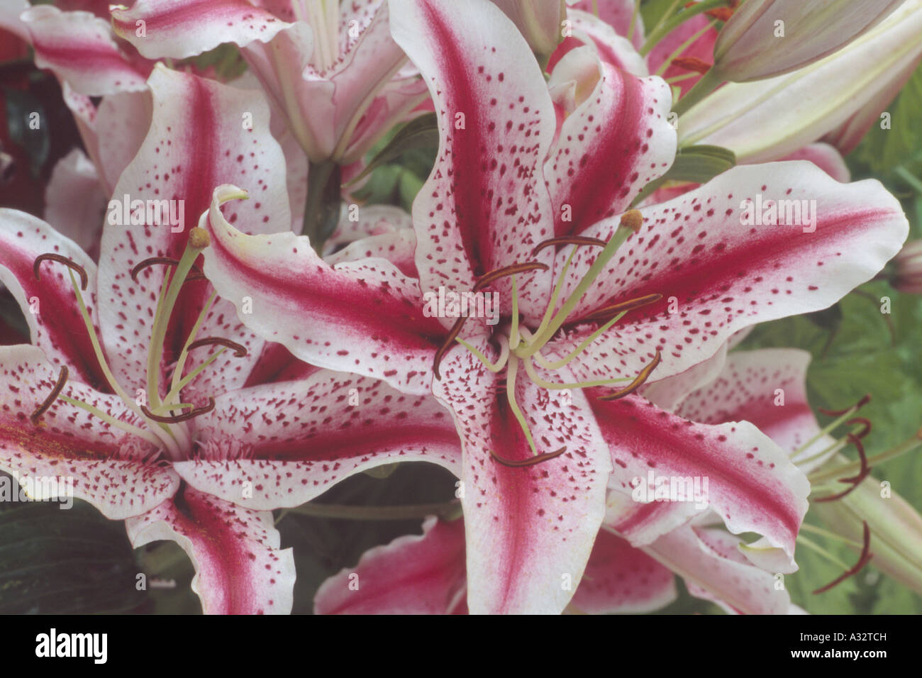 Oriental lily dizzy hi-res stock photography and images - Alamy
