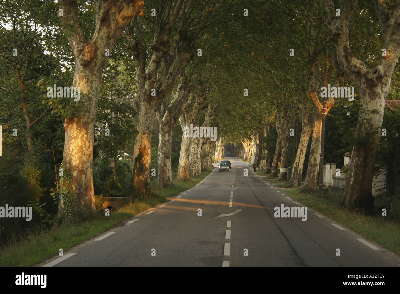 Sycamore trees line a road to St. Remy in the Provence region of France ...