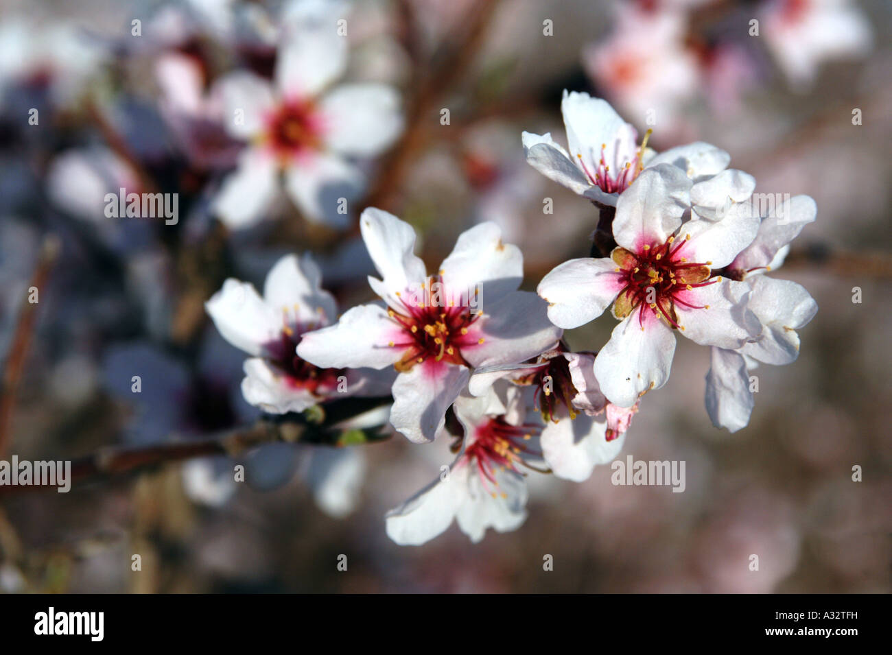Blooming apple tree in Cappadocia, Turkey Stock Photo - Alamy