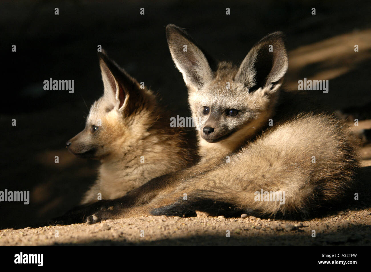 Two bat-eared fox cubs (Otocyon megalotis) at Zoo Dvur Kralove in ...