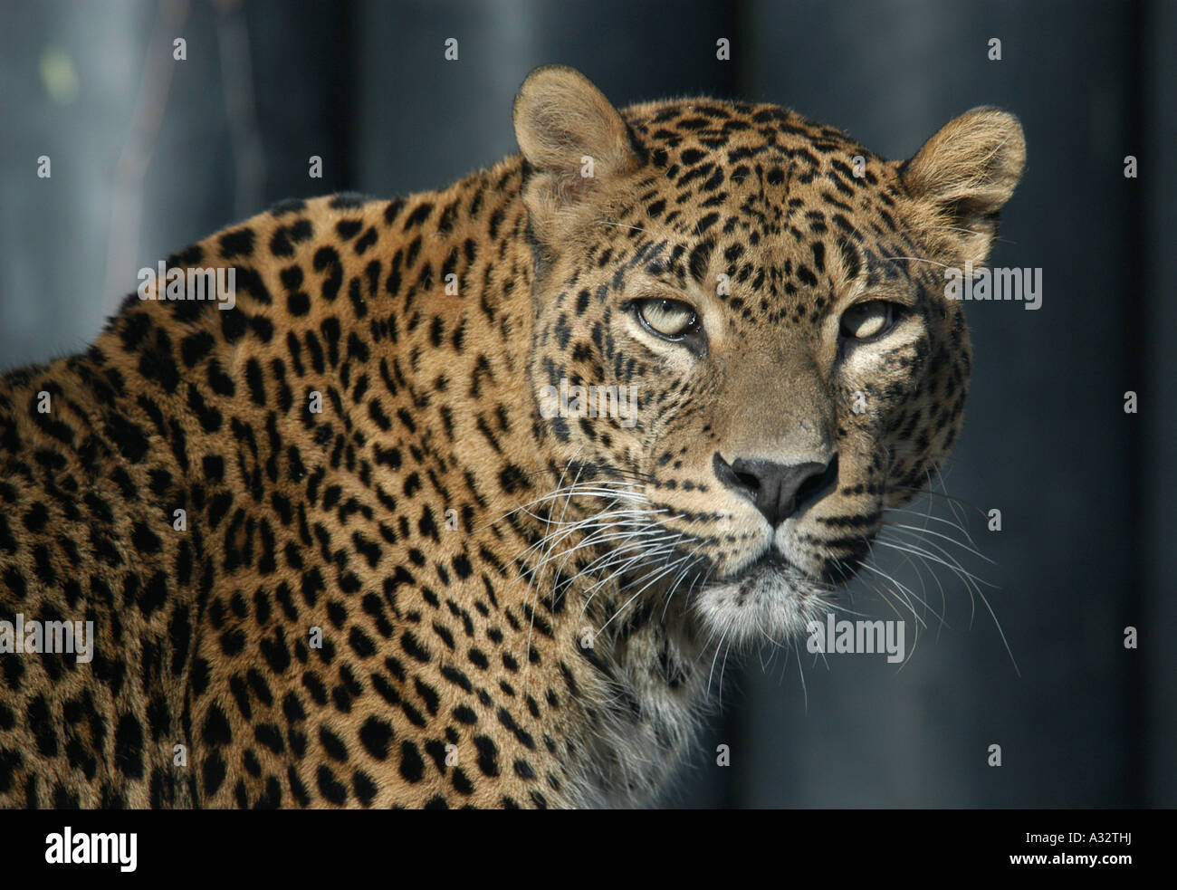 Ceylon Leopard (Panthera pardus kotiya) at Jihlava Zoo in Eastern ...