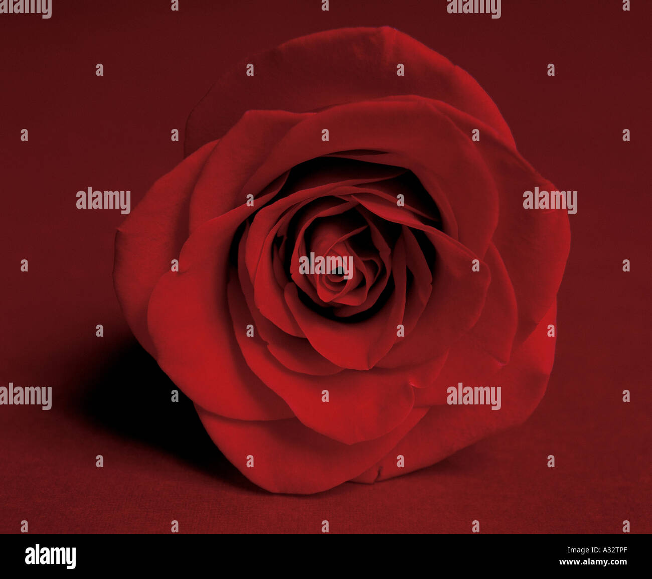Rose full plant hi-res stock photography and images - Alamy