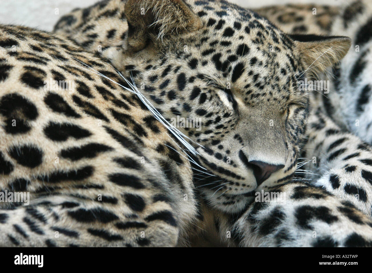 Two sleeping Persian leopards (Panthera pardus saxicolor) at Jihlava ...