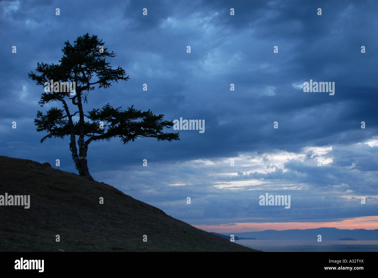 Sacred larch tree at Burkhan Cape on Olkhon Island on Lake Baikal in ...