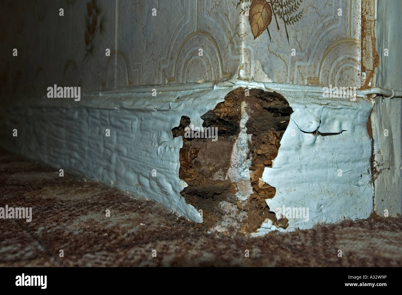 dry rot in a skirting board in an old cottage Stock Photo - Alamy