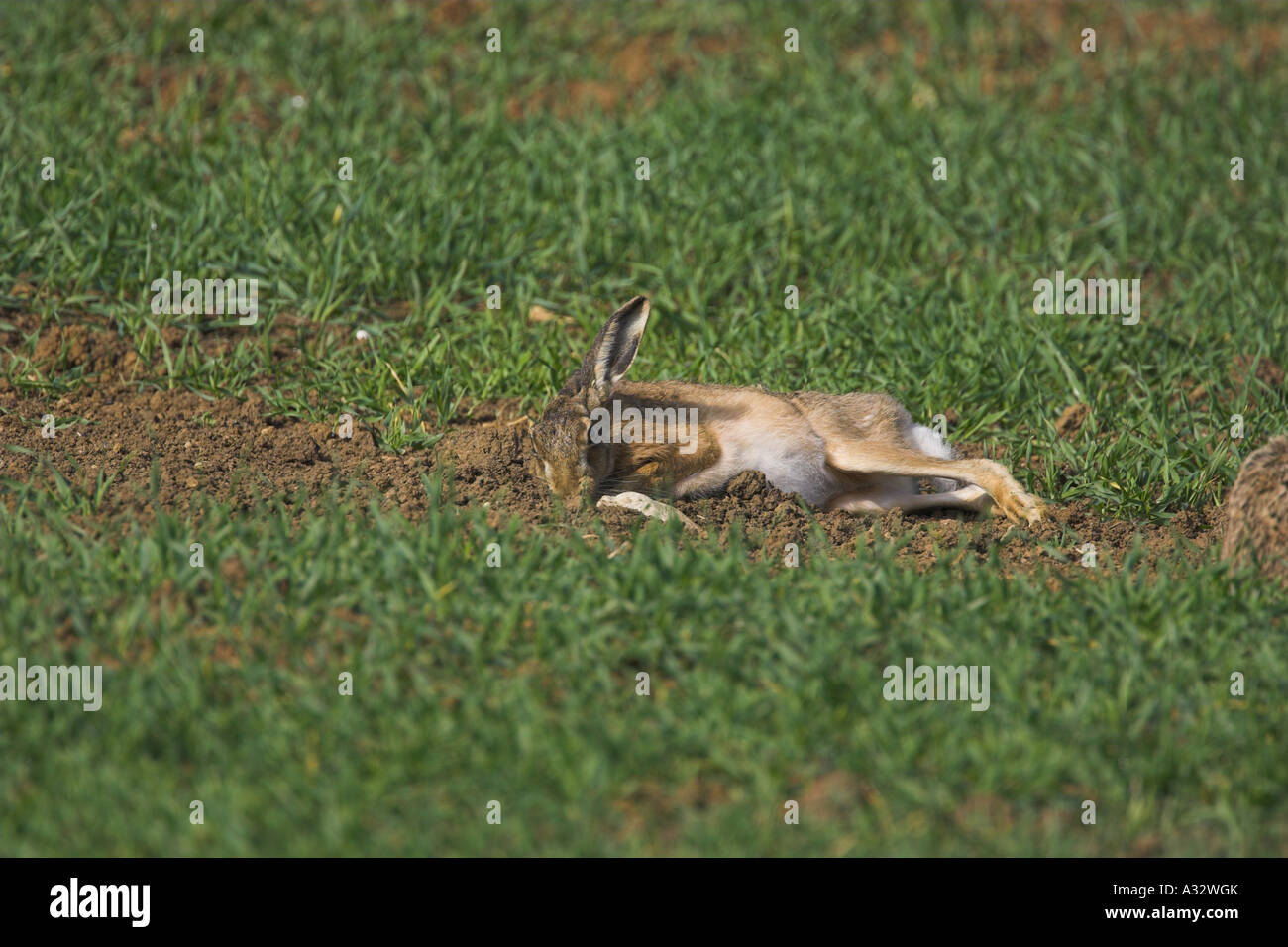 Brown Hare resting in field Stock Photo - Alamy