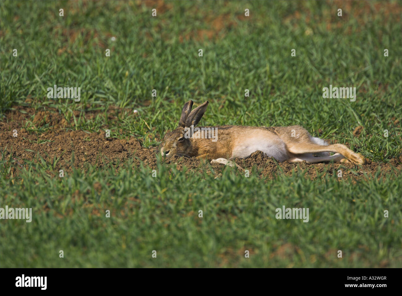 Brown Hare resting in field Stock Photo - Alamy