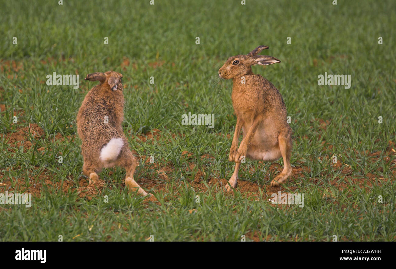 Two Hares Courting Stock Photo - Alamy