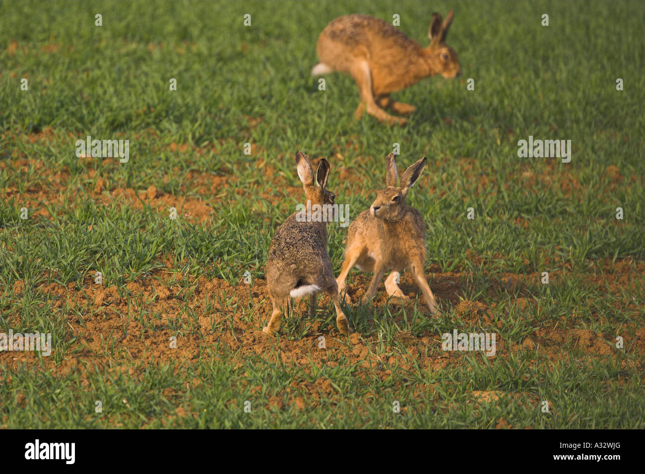 Two Hares Courting Stock Photo - Alamy