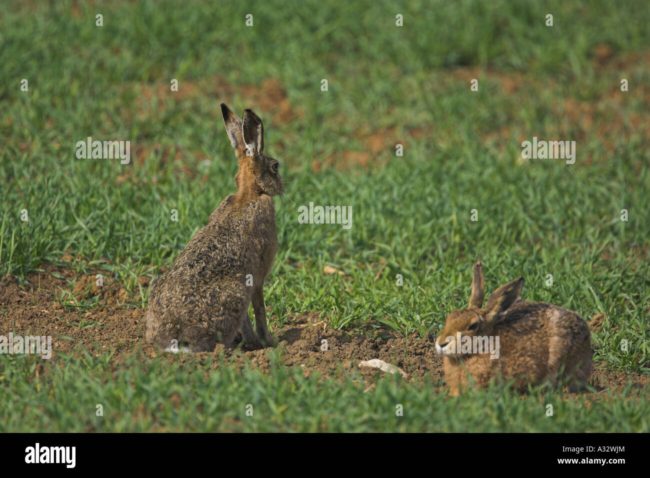 Two Hares Courting Stock Photo - Alamy