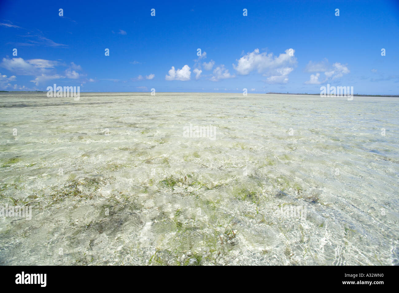 Bahamas, Abaco. Shallow saltwater flat stretching out to the horizon ...