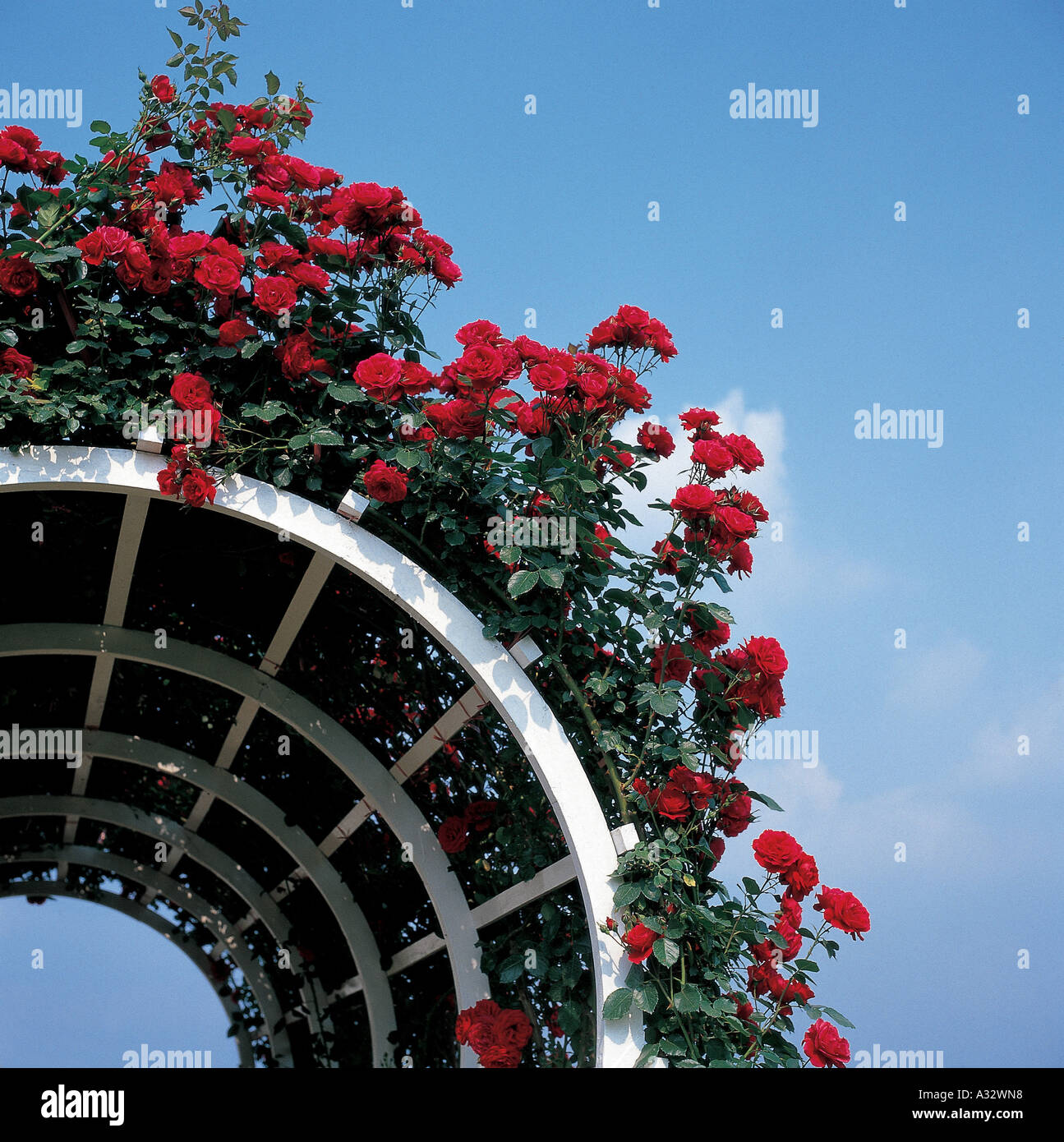 Red roses are rambling in the garden Stock Photo - Alamy