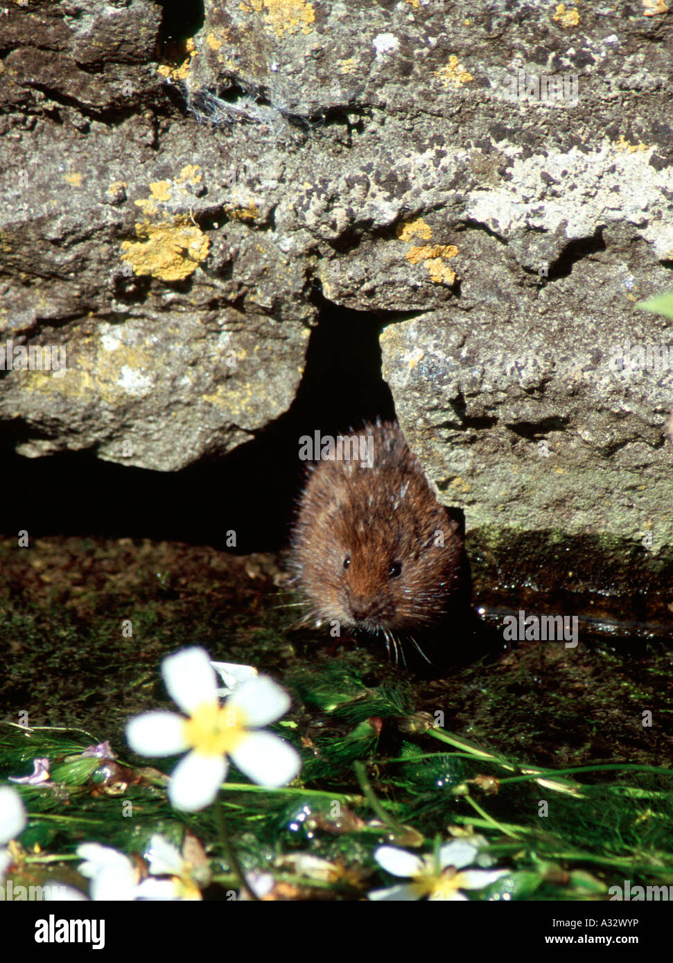 Water Vole Emerging from burrow Stock Photo - Alamy