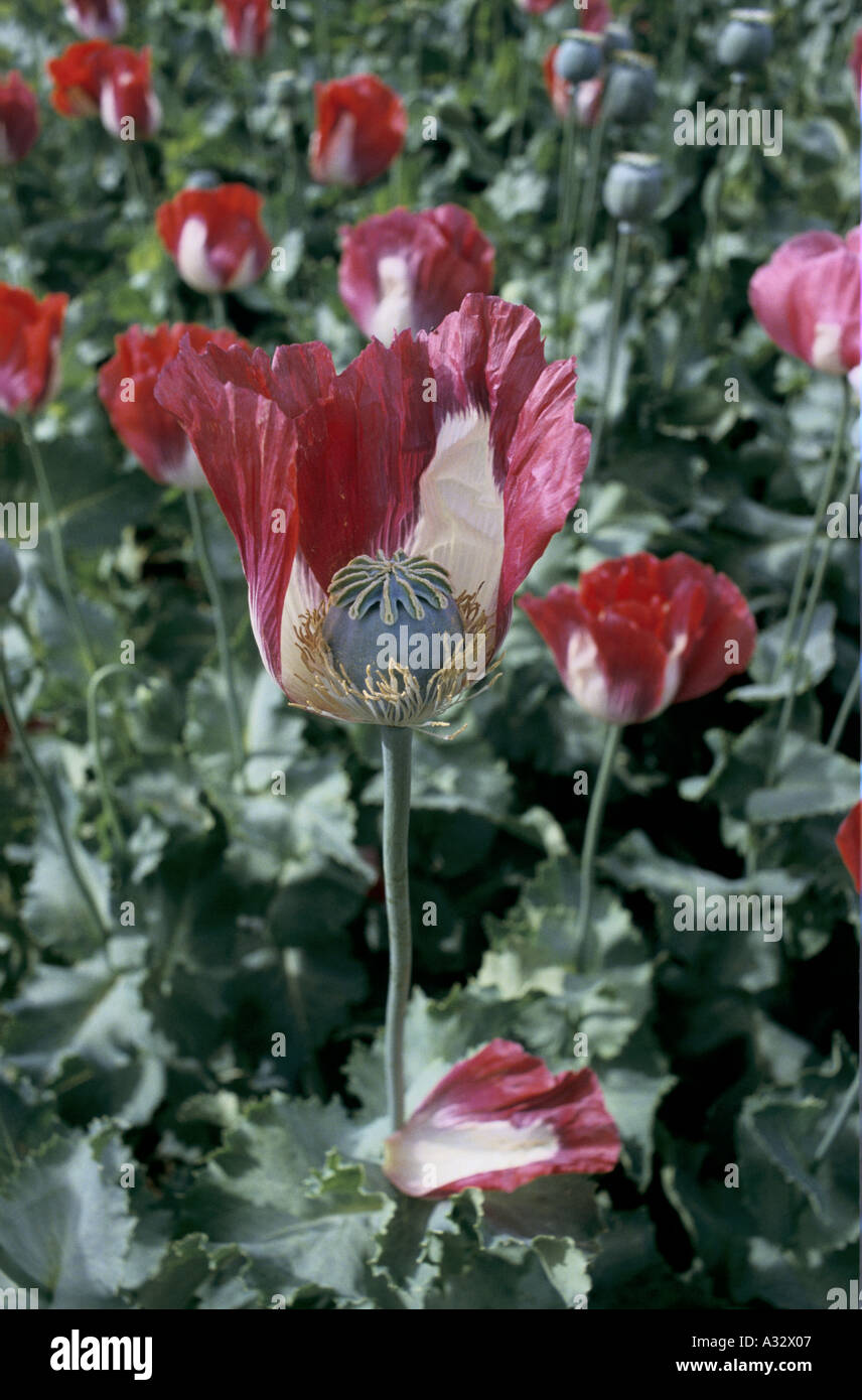 Flowering opium poppies, 'Papaver somniferum' which grow in abundance ...