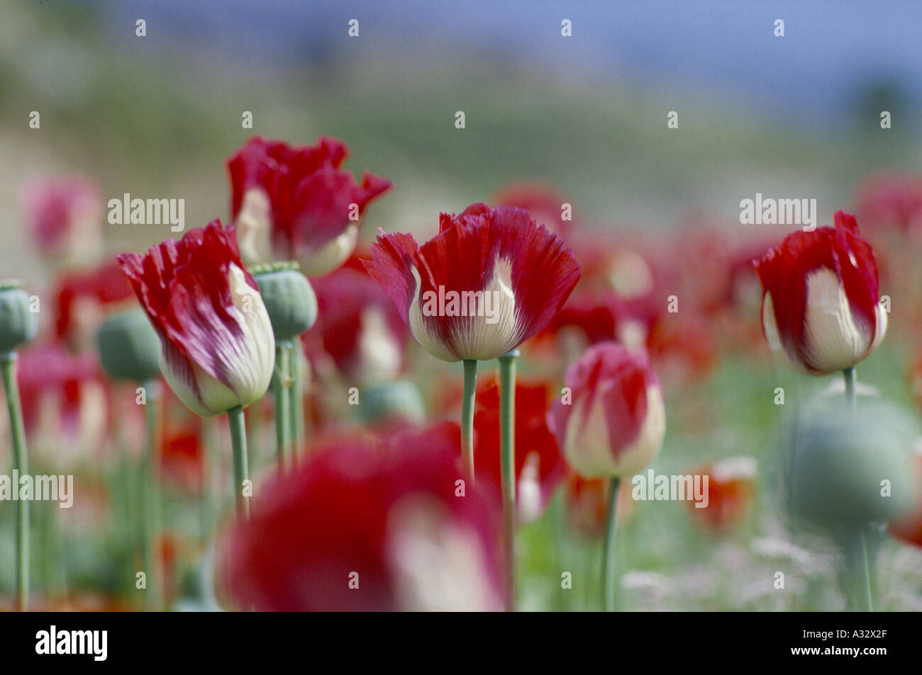 A crop of flowering opium poppies, 'Papaver somniferum' growing in ...