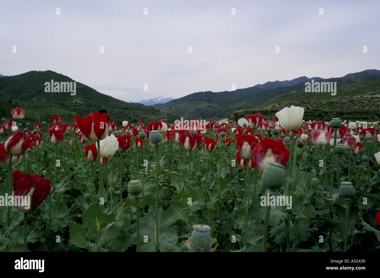 Bumper crop of opium poppies, 'Papaver somniferum' growing in abundance ...
