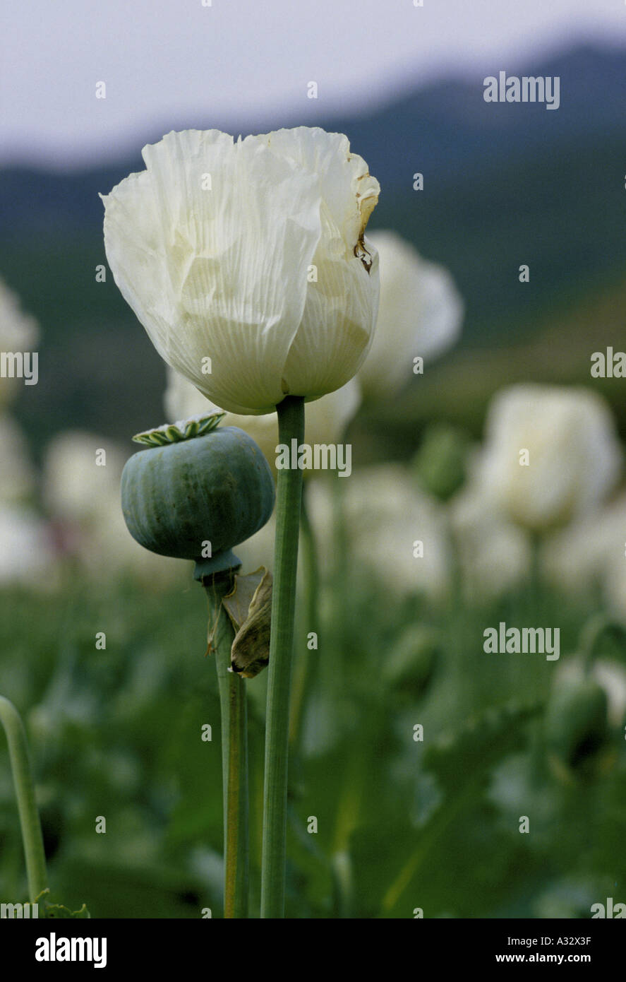 White death opium poppies, 'Papaver somniferum' growing in abundance in ...