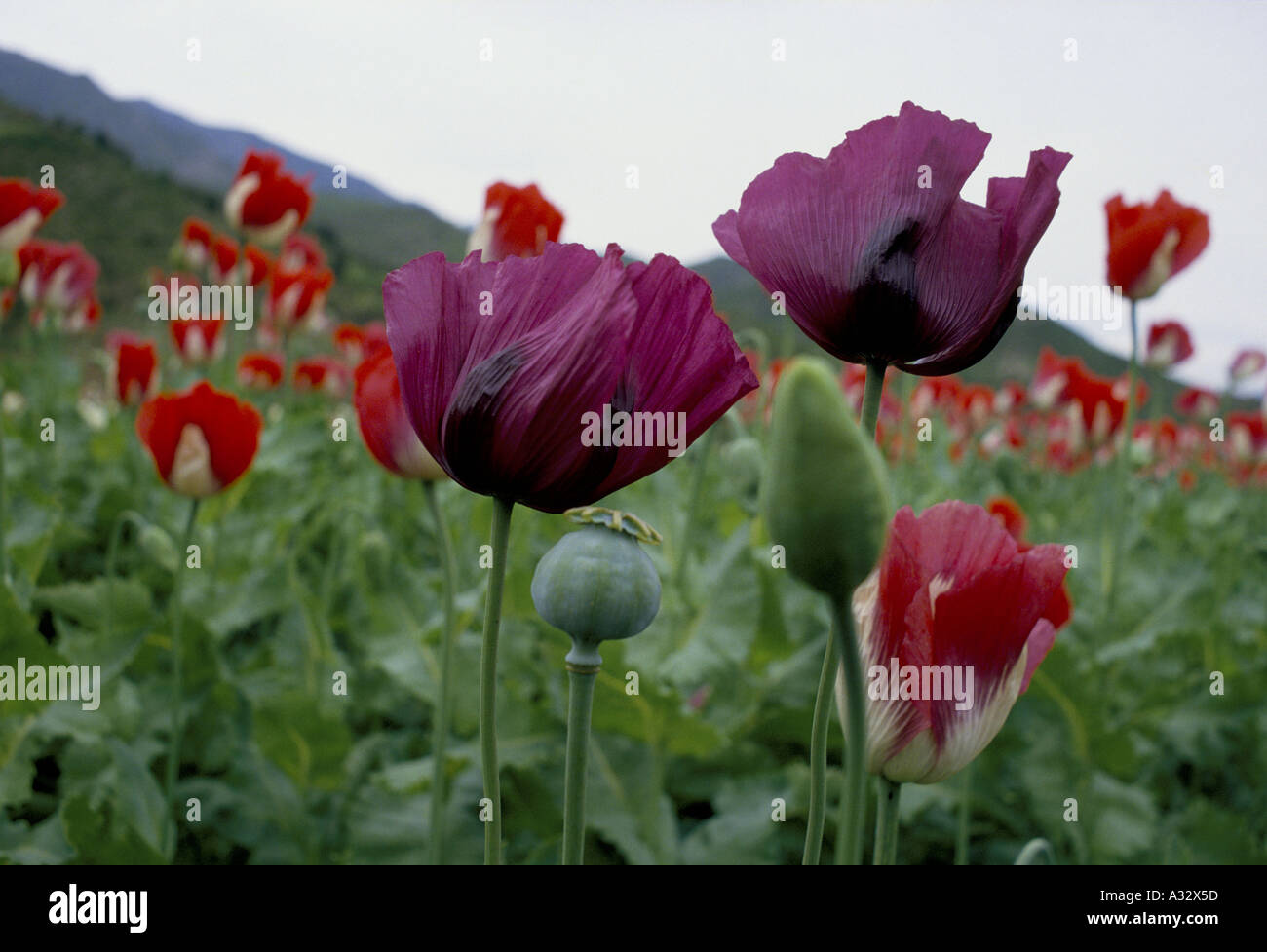 Opium poppy 'Papaver somniferum' growing in abundance in fields along ...