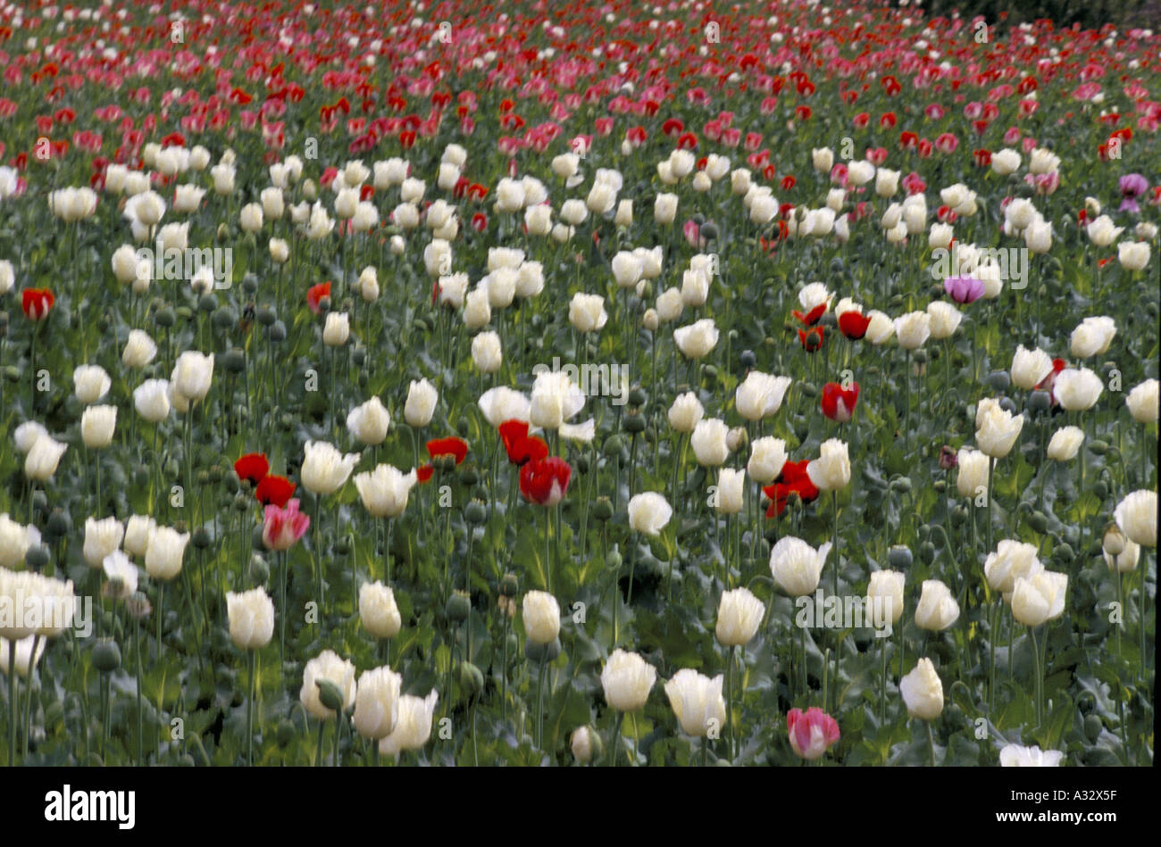 Bumper crop of opium poppies, 'Papaver somniferum' growing in abundance ...