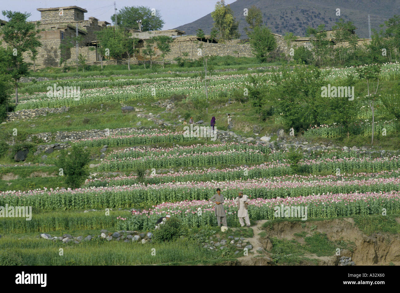 Bumper crop of opium poppies, 'Papaver somniferum' growing in abundance ...