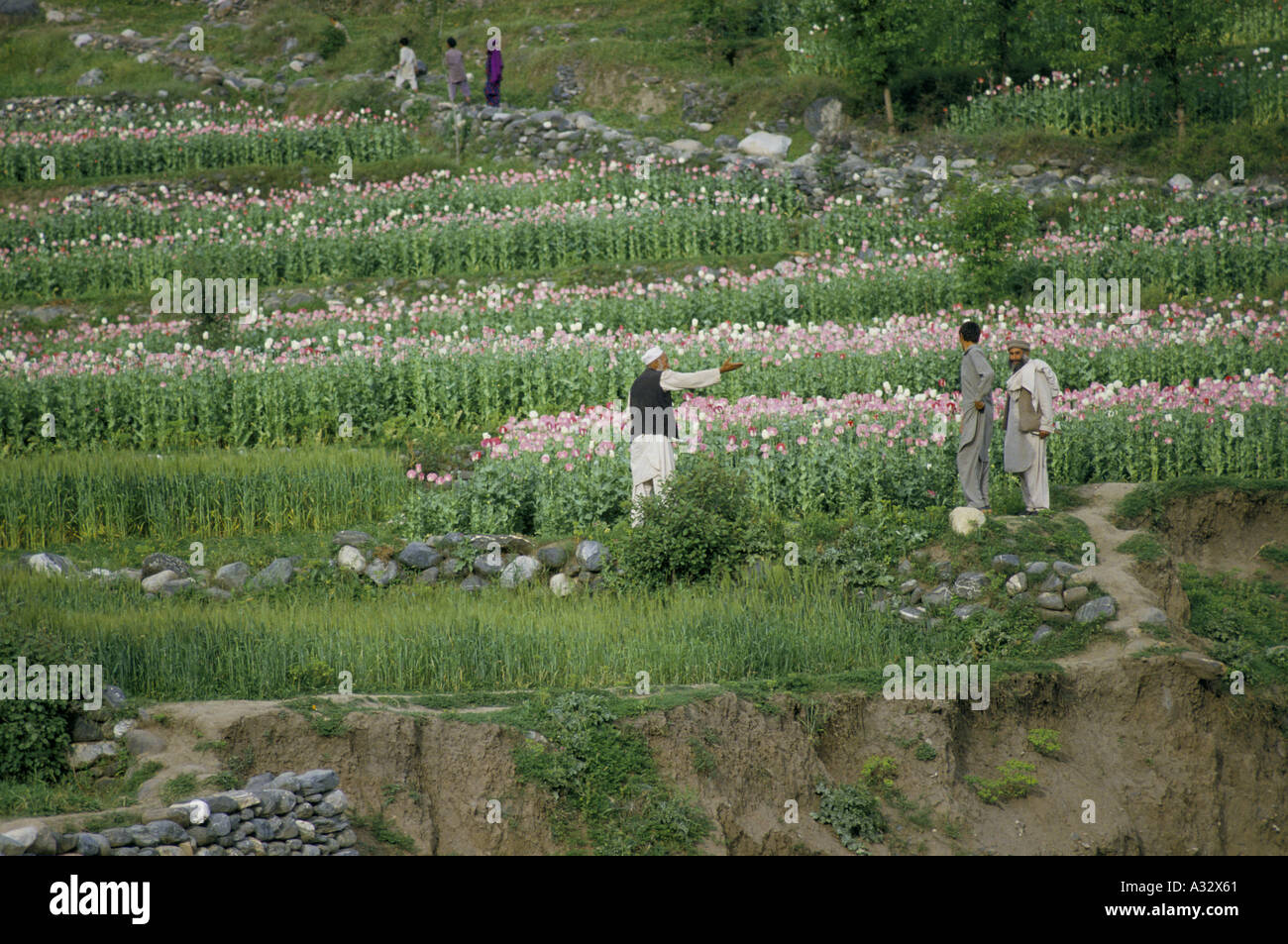Bumper crop of opium poppies, 'Papaver somniferum' growing in abundance ...