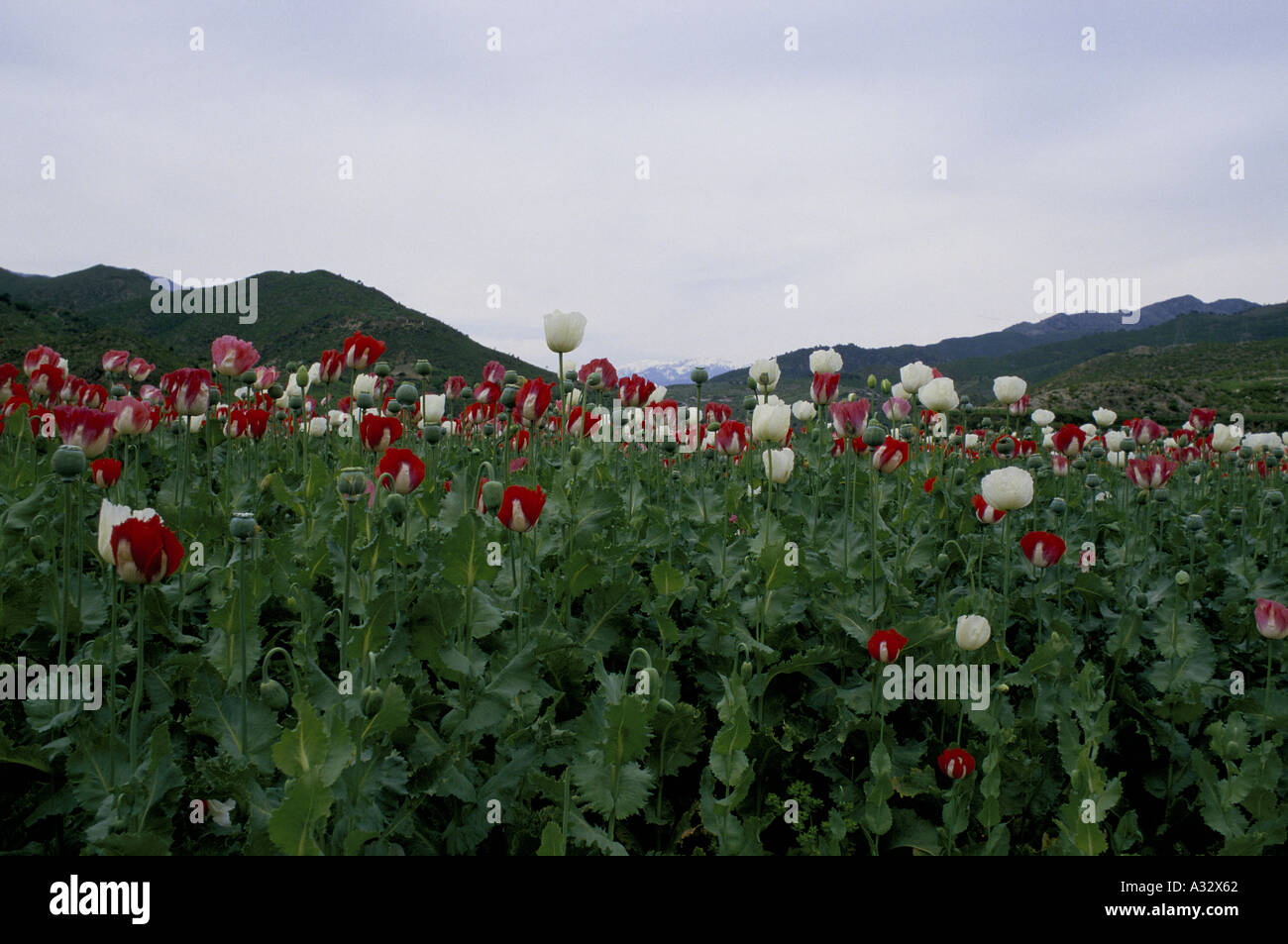 Bumper crop of opium poppies, 'Papaver somniferum' growing in abundance ...
