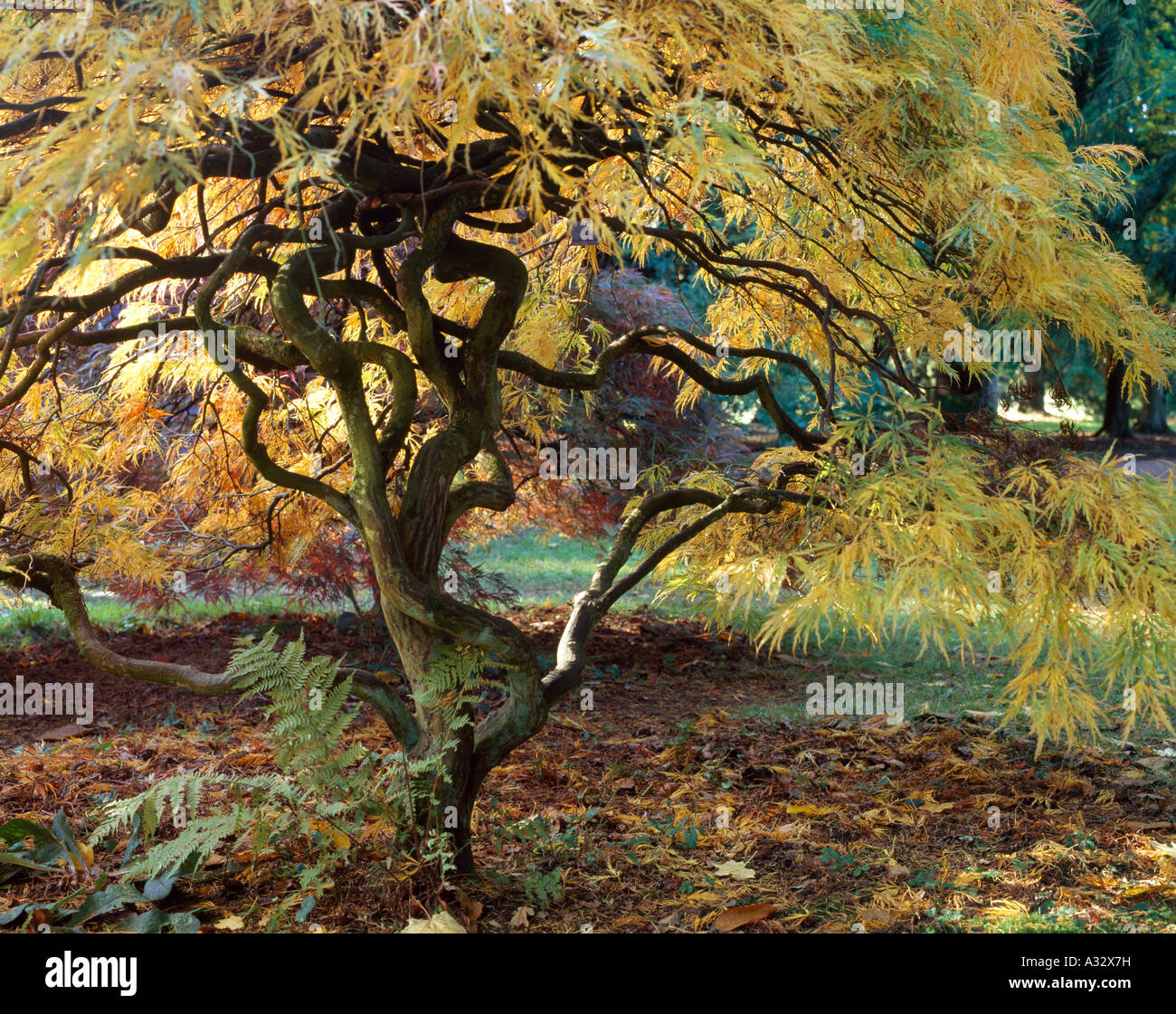 Acer tree in autumn hi-res stock photography and images - Alamy