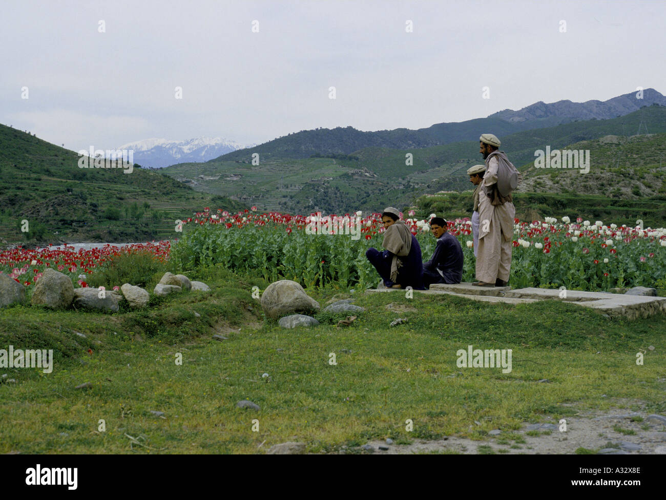 Poppy fields in afghanistan hi-res stock photography and images - Alamy