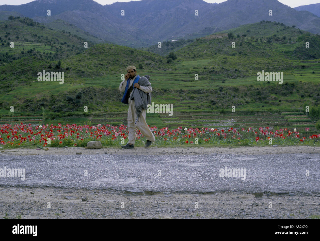 A farmer guards the crop of opium poppies, 'Papaver somniferum' growing ...
