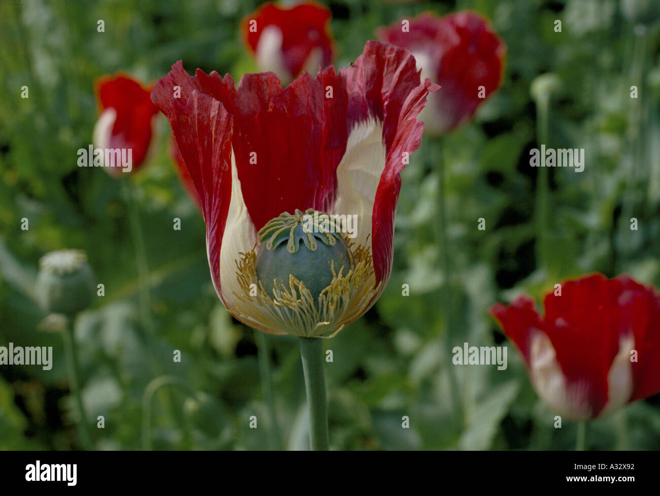 Opium poppies, 'Papaver somniferum' which grows in abundance in fields ...
