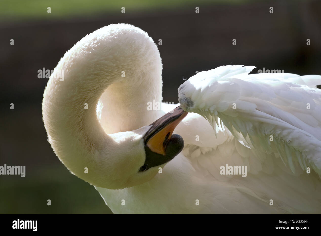 Swan preen hi-res stock photography and images - Alamy