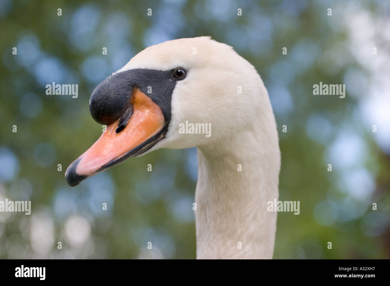 Swan head hi-res stock photography and images - Alamy