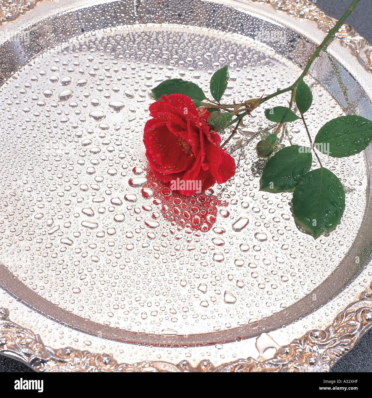 A red rose on the silver plate Stock Photo - Alamy