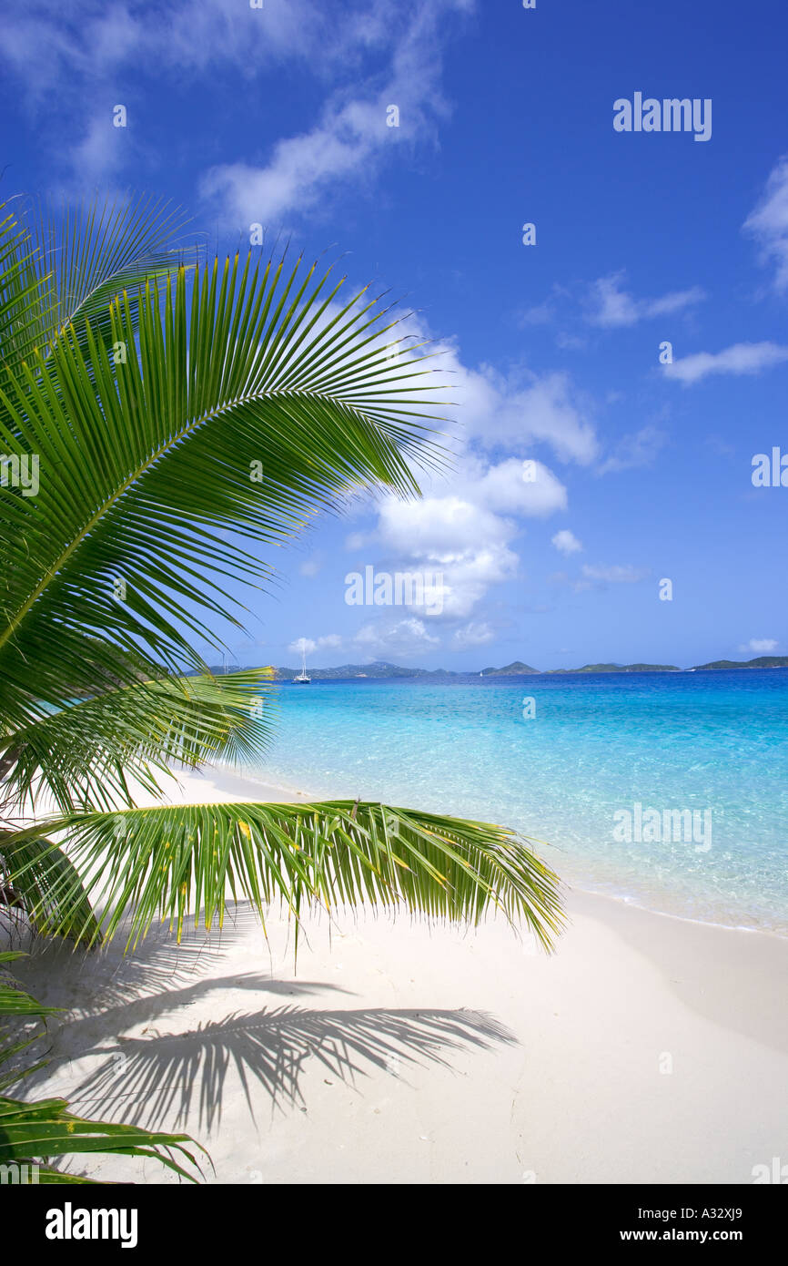 Palm trees on beach on St John, United States Virgin Islands, Caribbean ...