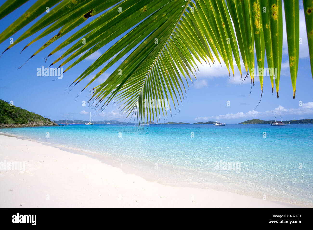 Palm trees on beach on St John, United States Virgin Islands, Caribbean ...