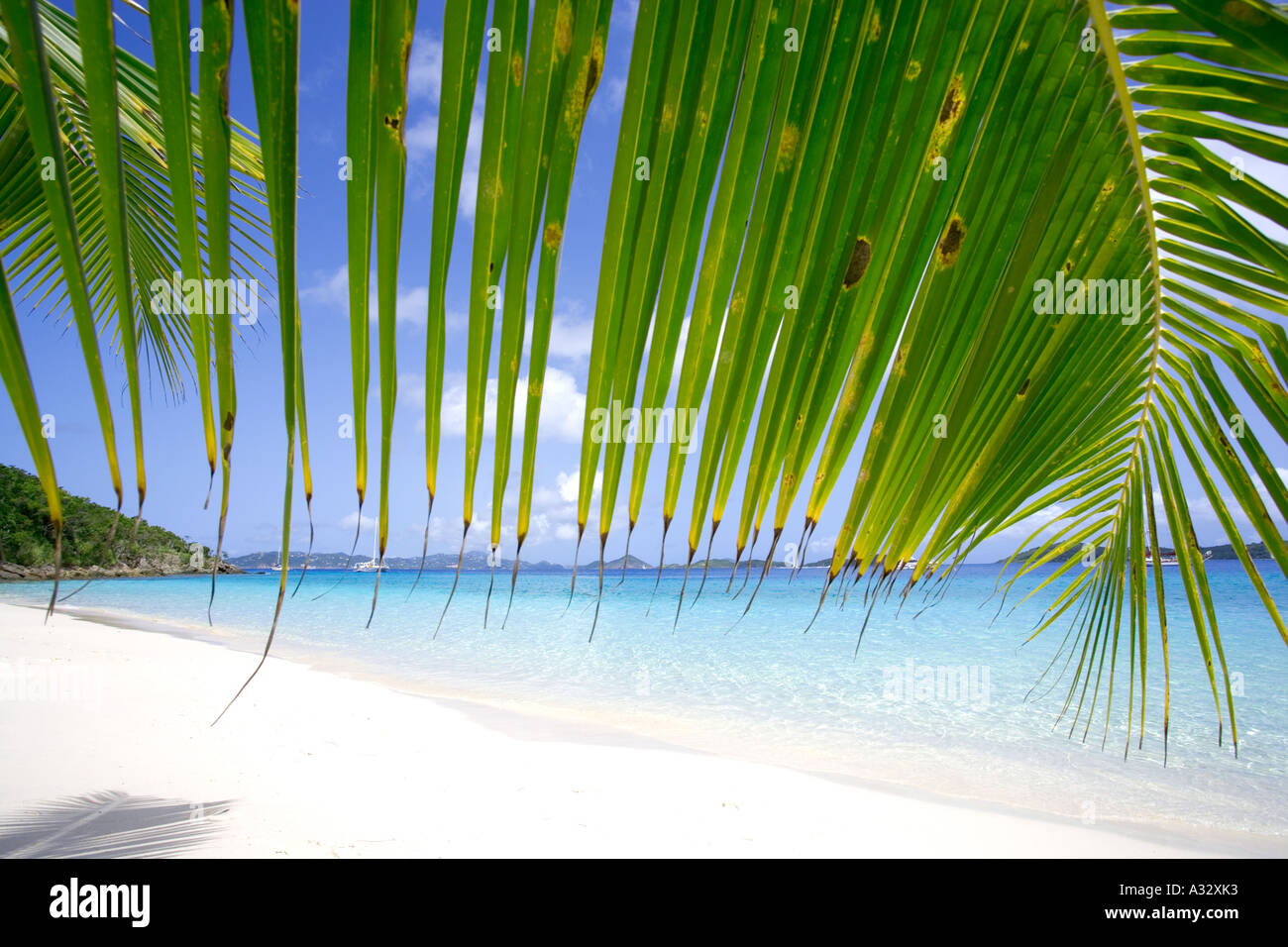 Palm frond hanging hi-res stock photography and images - Alamy