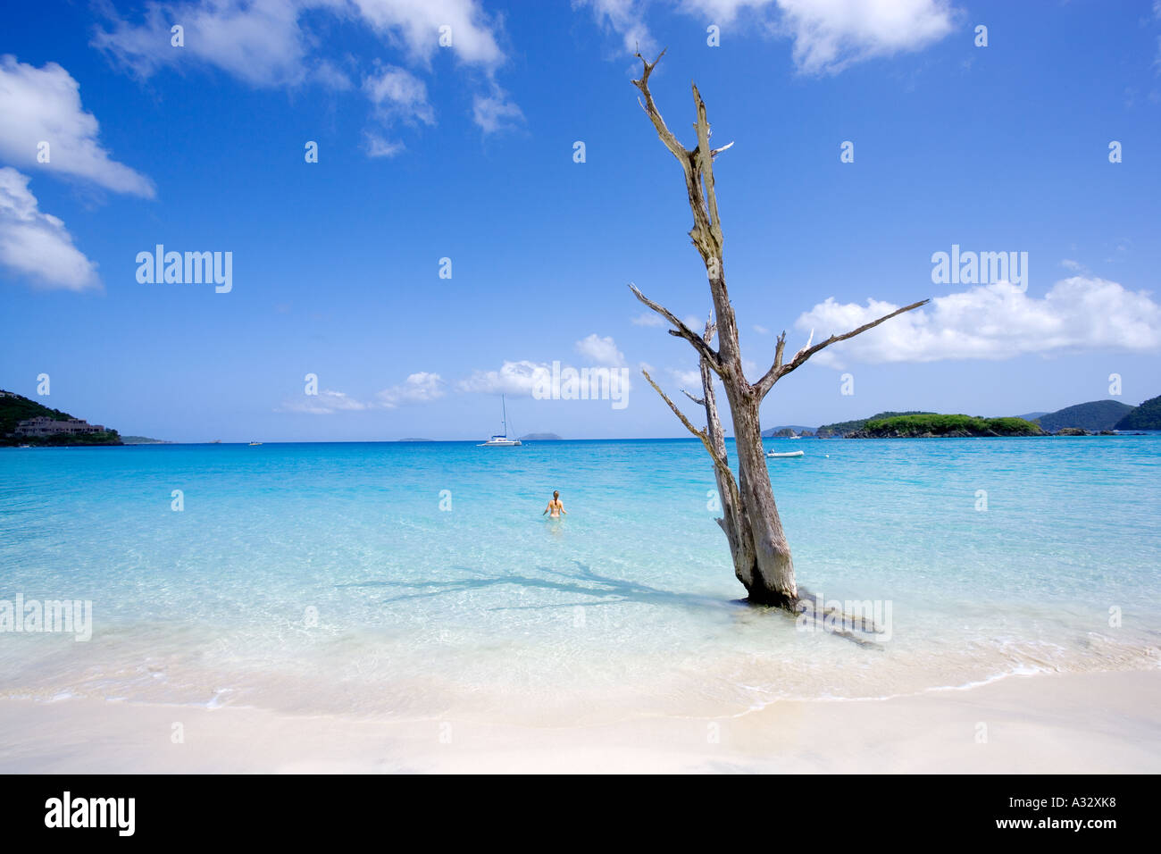 Dead tree on beach on the island of St John in the Virgin Islands ...