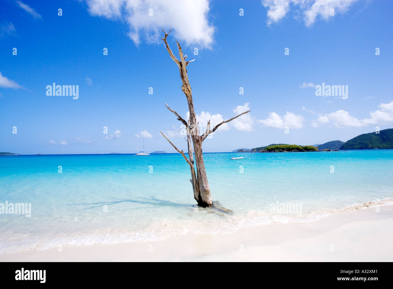 Dead tree on beach on the island of St John in the Virgin Islands ...